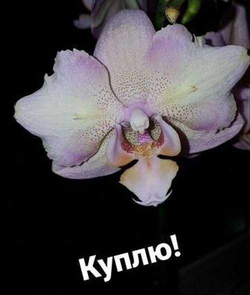 Орхидея фаленопсис Легато Бабочка