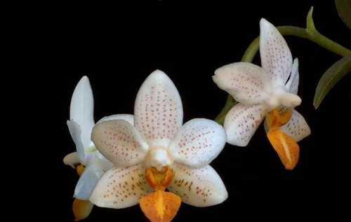 Орхидея зацветает Phal. Мини Марк в наличии