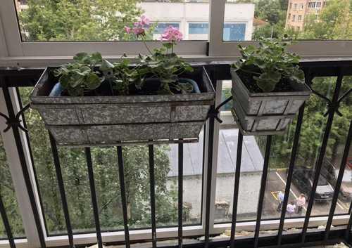 Герань с балконными ящиками