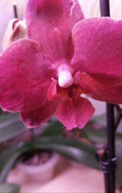 Орхидея ола