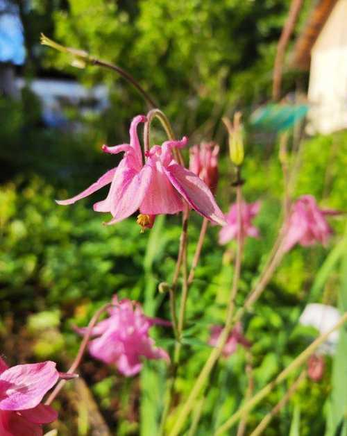 Аквилегия или водосбор