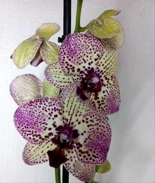 Орхидея Клеопатра 2 цветоноса