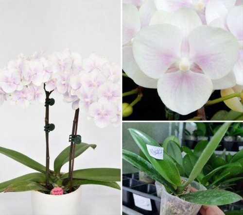 Орхидея фаленопсис сортовые