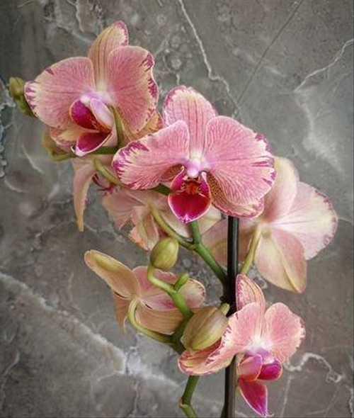 Орхидея фаленопсис Pirate Picotee (Пират Пикоти)
