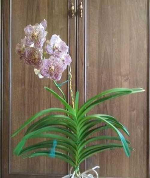 Орхидеи (ванда, пафиопедилум, дендробиум)