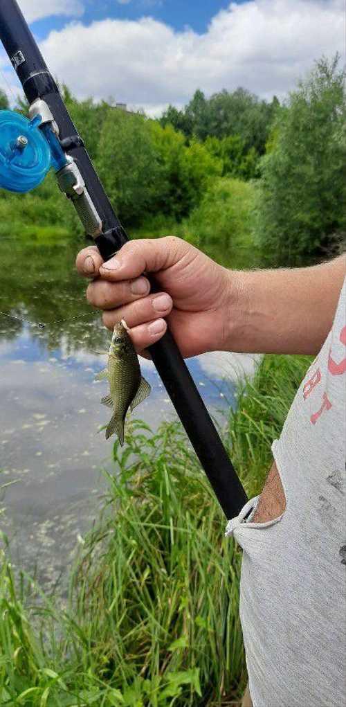Живец карась для кружков
