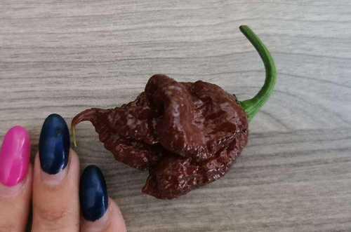 Carolina Reaper chocolate