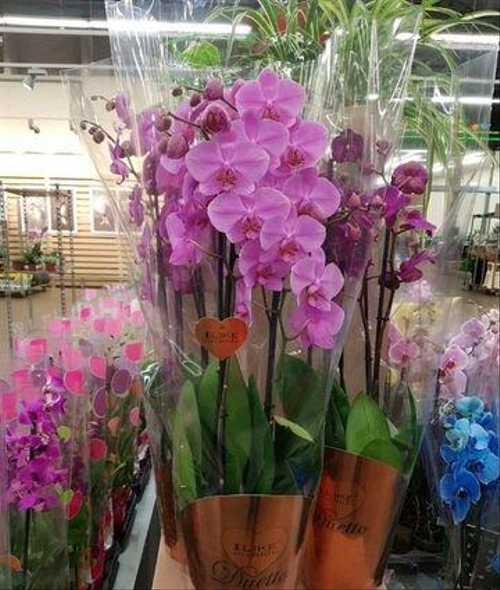 Орхидея Фаленопсис 4ств. дуэтто микс розовая 75см