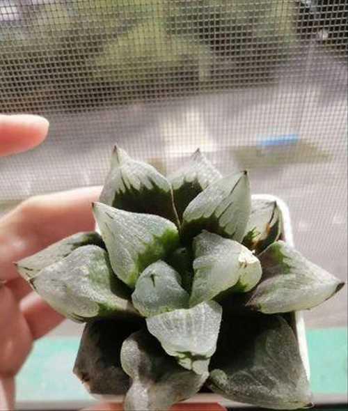 Haworthia pygmaea icecity (хавортия суккулент)