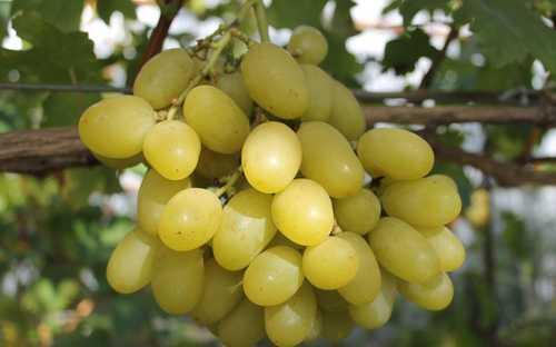 Саженцы винограда с закрытой корневой систем-й