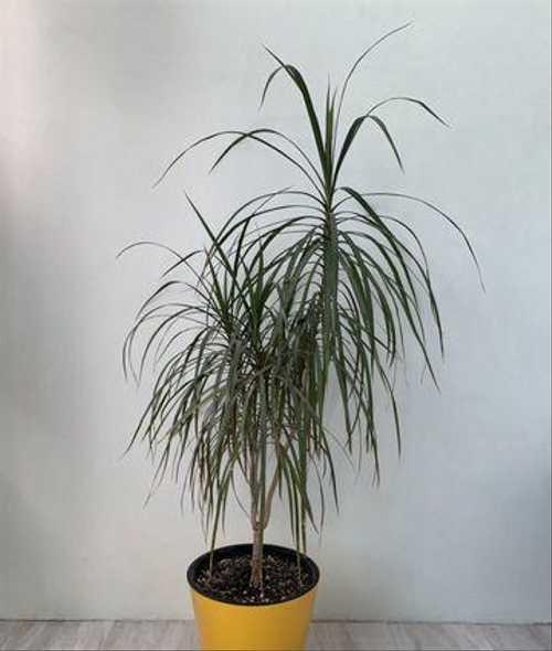 Драцена Маргината / Dracaena marginata