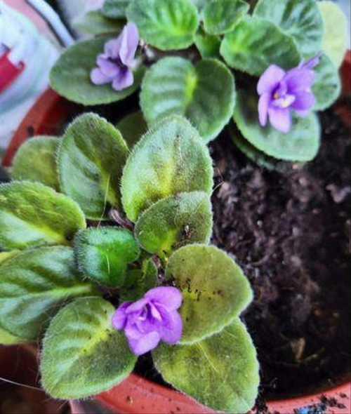 Отдам Фиалки