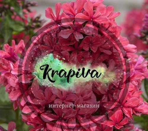 Флокс Клеопатра Phlox Cleopatra окс