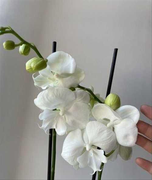 Белоснежная орхидея биг лип, 2 цветоноса