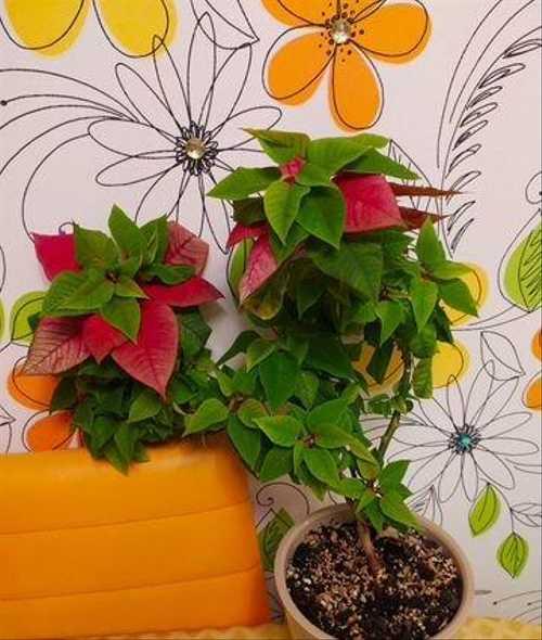 Цветок пуансеттия (Poinsettia)