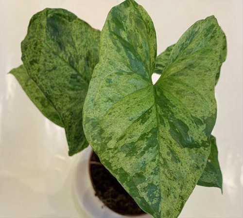 Сингониум сортовой podophyllum 'Mojito' (Мохито)