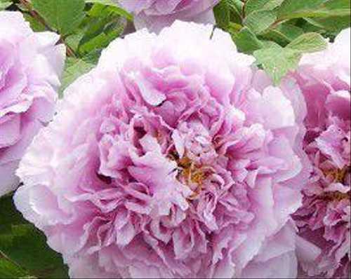 Пион древовидный Песнь Дождя саженец