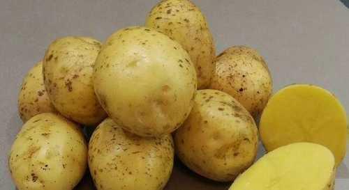 Продам семенной картофель Розара и Гала