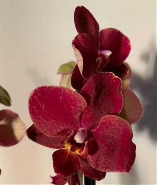 Орхидея фаленопсис Ola