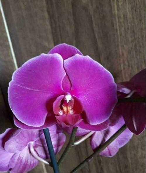 Younghome Focus орхидея фаленопсис цветущая с буто