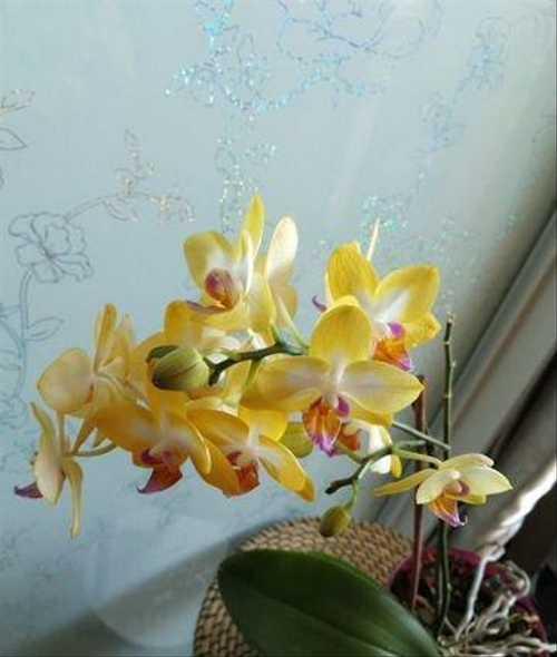 Орхидея фаленопсис Sweet Girl