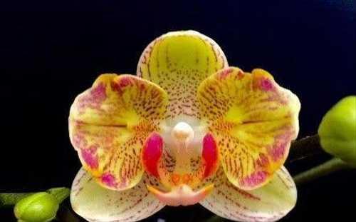 Орхидея Фаленопсис Long Pride Little Bee Пелорик
