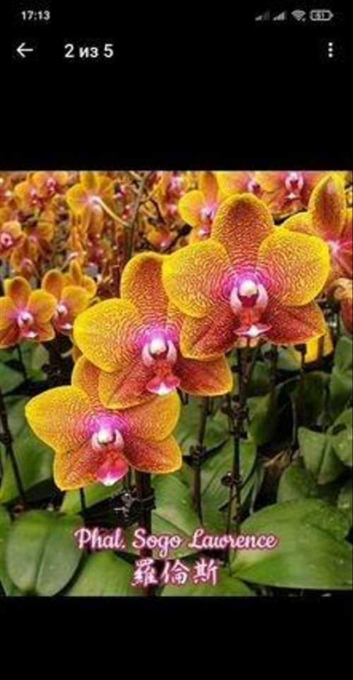 Орхидея из Азии