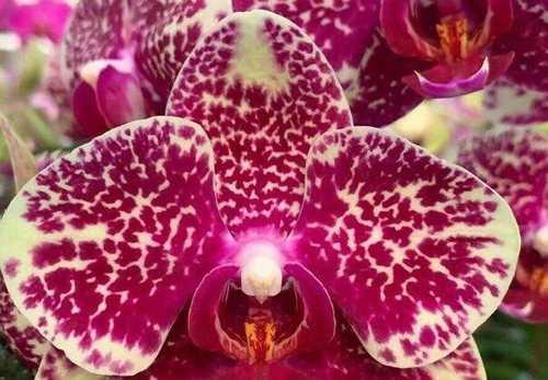 Орхидея фаленопсис ка 29801 Phal. I-Hish Sun Beaty
