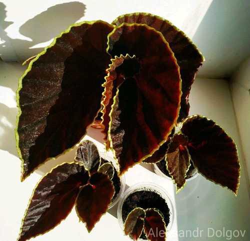 Бегония Begonia Darthvaderiana