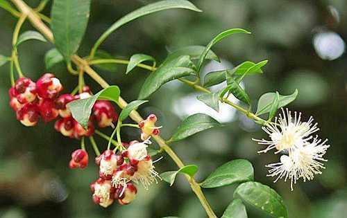 Миртовые, евгения и австромиртус сладкий, джинура