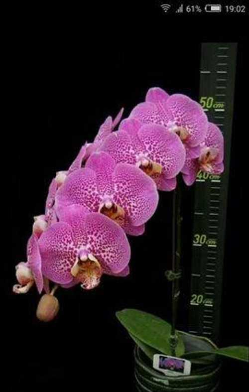 Орхидея азия