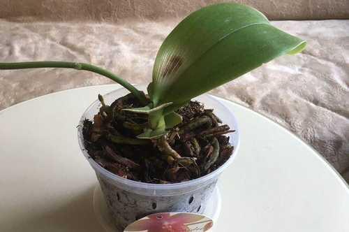 Орхидея фаленопсис Лиодоро реанимашка