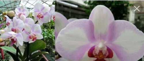 Орхидея монро фото и описание сорта