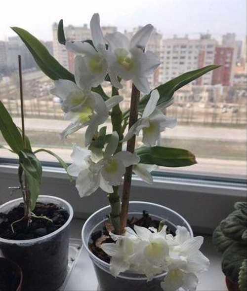 Орхидея Дендробиум Нобиле