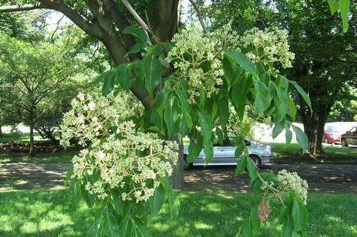 Саженцы эводия рутоплодная, медонос, растения мед