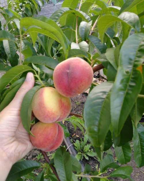 Привитые Орловские Саженцы плодовых деревьев