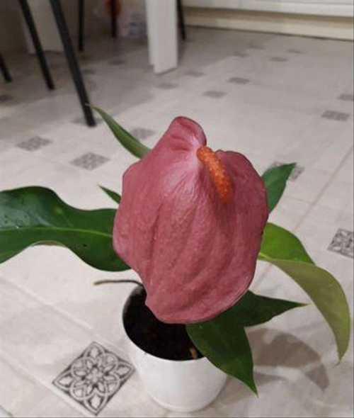 Антуриум Шерцерианум