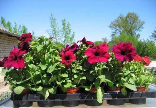 Рассада петунии и бархатцев