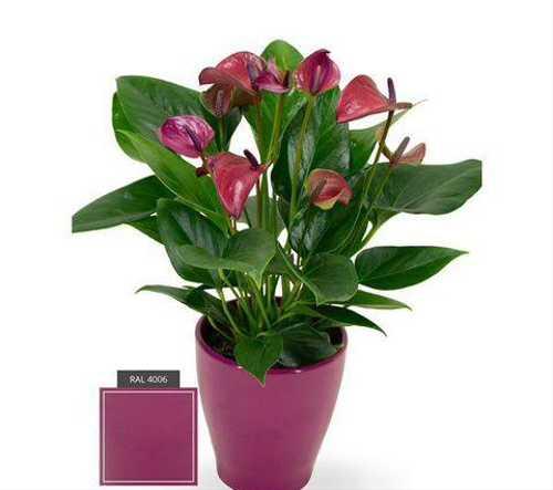 Антуриум Карма Anthurium Andre Karma Multi Purple