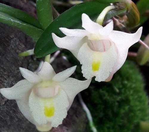 Орхидея миниатюра Den. Pachyphyllum