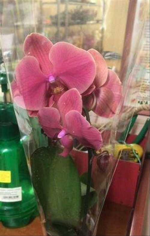 Орхидея фаленопсис каскад 95698