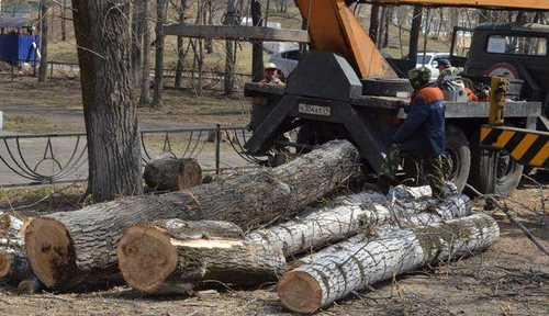 Стволы тополя. Дрова