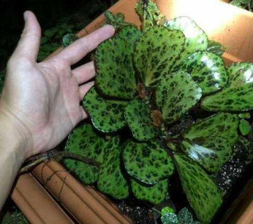 Begonia Blancii Mottled form