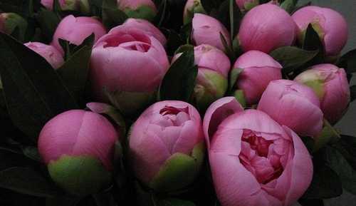 Пионы оптом