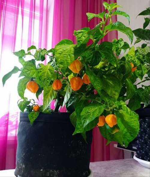 Перец Scotch Bonnet MOA