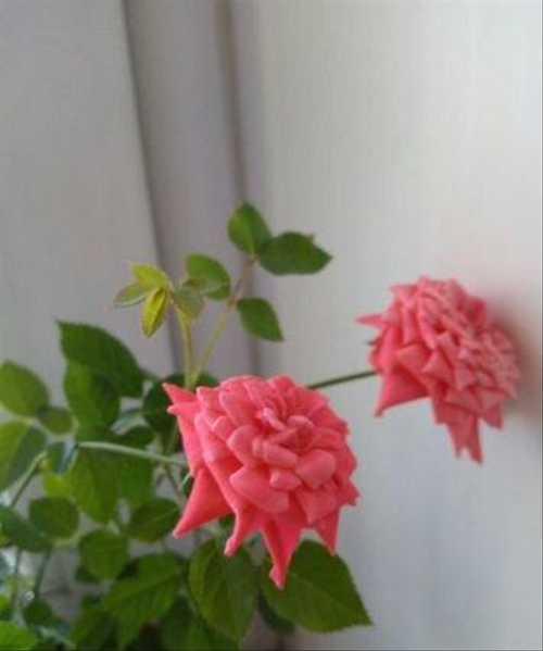 Роза комнатная типа бенгальской краснорозовая