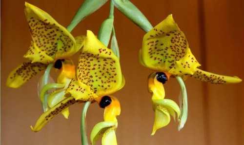 Стангопея Вардии, stanhopea Wardii, орхидея
