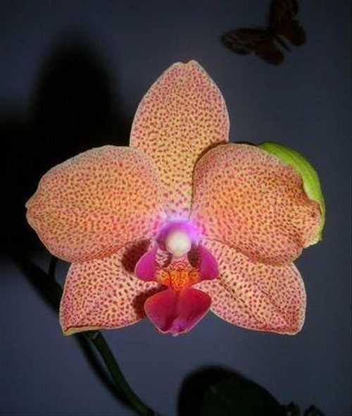 Орхидея фаленопсис Sunset love арома