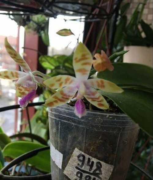 Орхидея миниатюрный фаленопсис