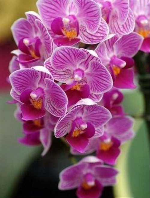 Орхидея фаленопсис Sogo Vivien (variegata)